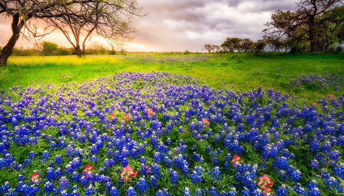 It’s Spring in Texas…Plan your road trip with this new app! - Houston ...