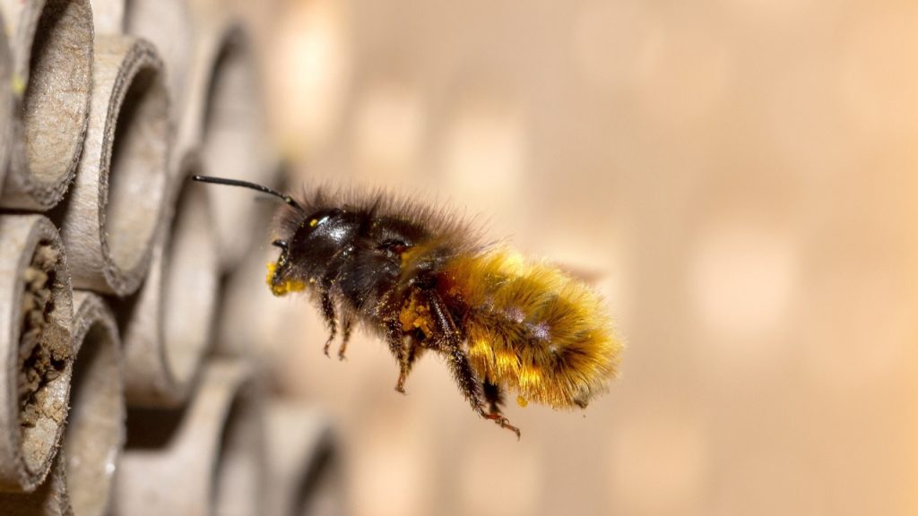 All About Bees - Houston Family Magazine