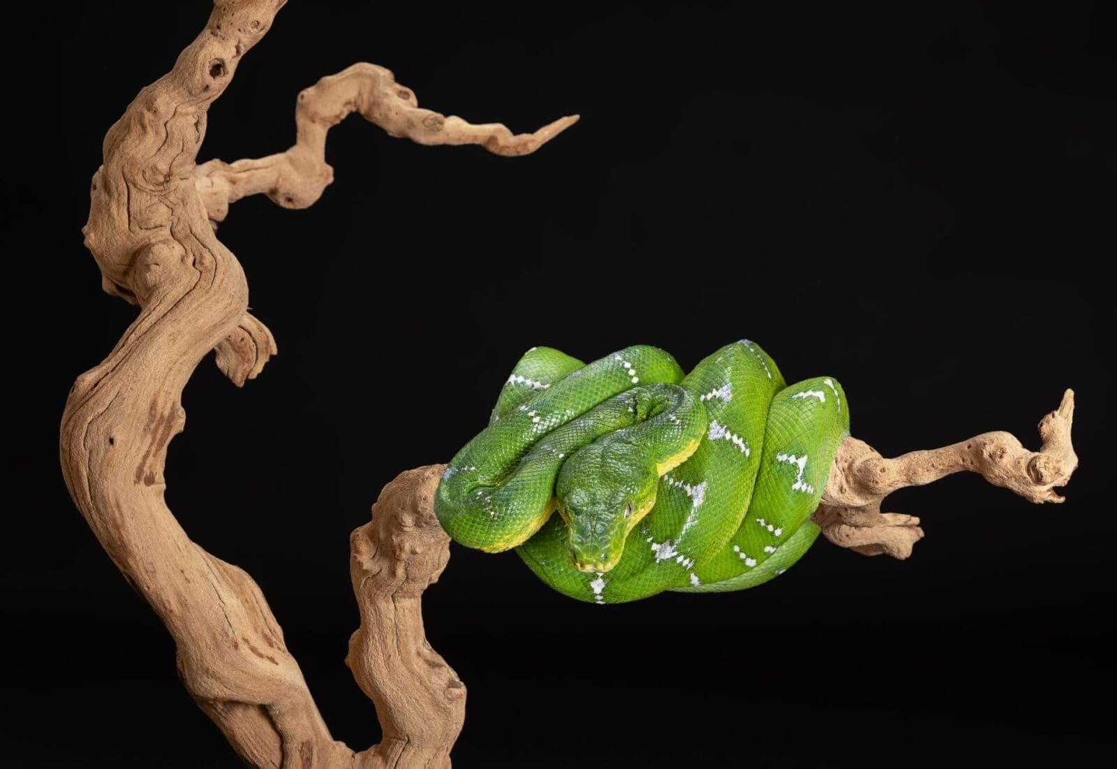 Extreme Animals Alive - Houston Family Magazine