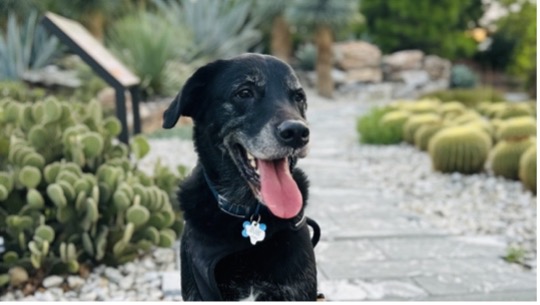 Third Wednesdays Dog Day - Houston Family Magazine